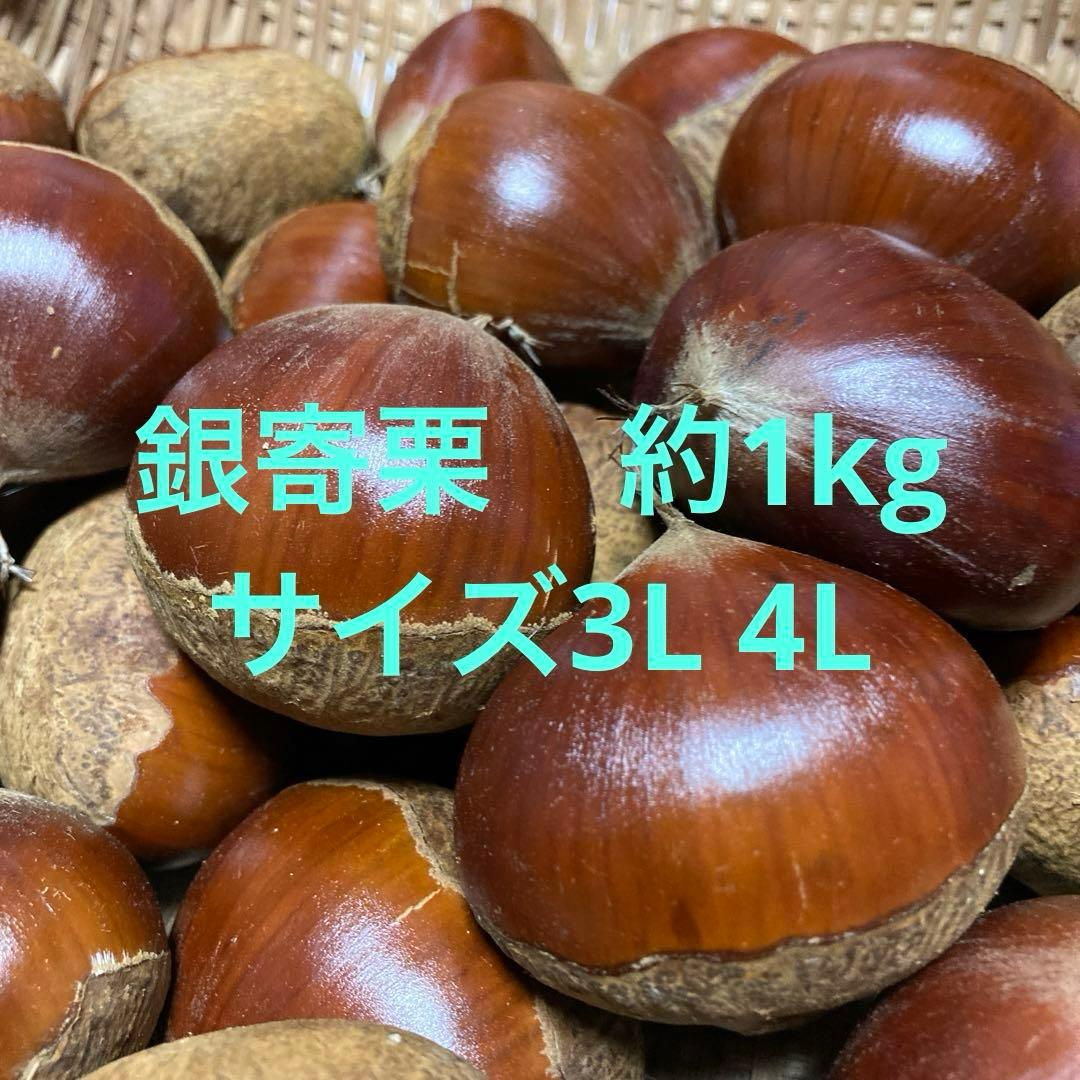茨城県産 農薬不使用 銀寄栗 約1kg サイズ3L 4L - メルカリ