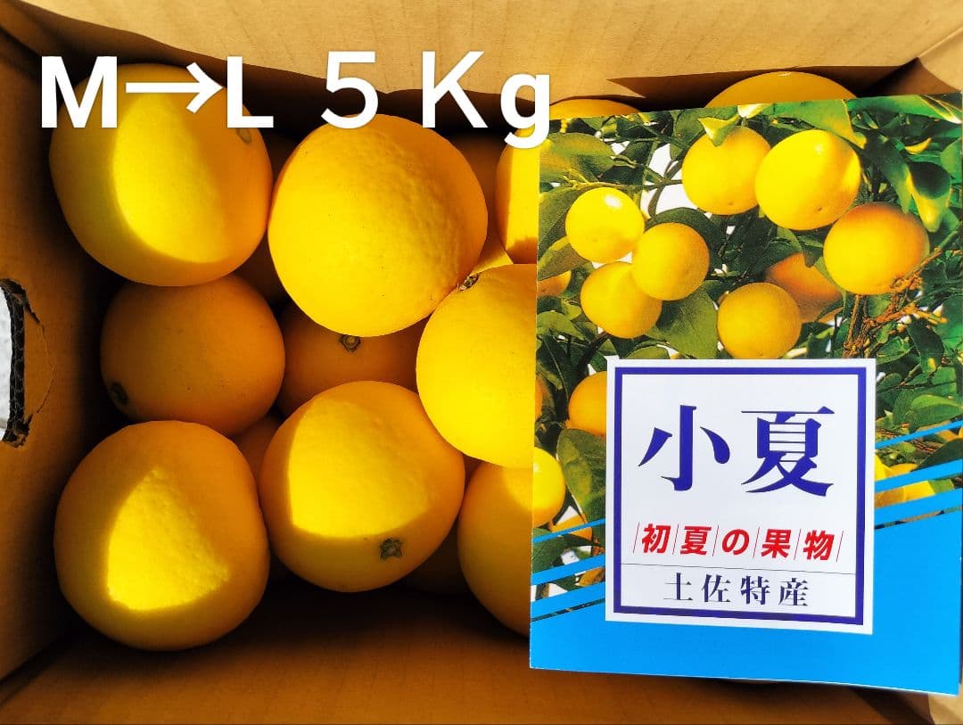 高知産 ハウス小夏 5Kg M→Lサイズ 30玉前後 家庭用 - メルカリ