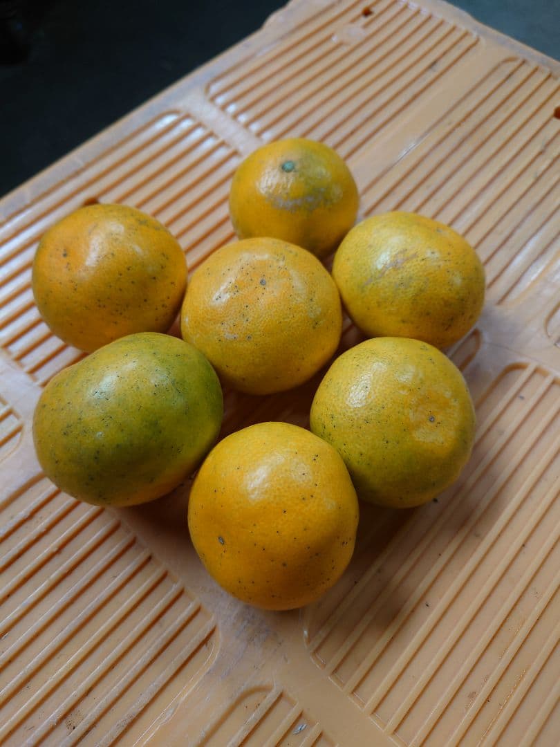 長崎県産 早生みかん 訳あり小玉5Kg(2S〜S) - メルカリ