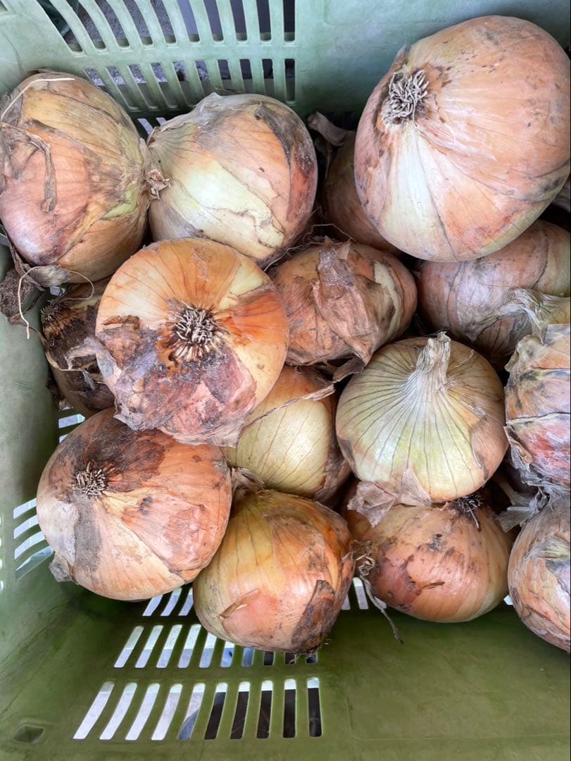 大人気数量限定、大玉！淡路島新たまねぎ、2L、3L。10kg - メルカリ