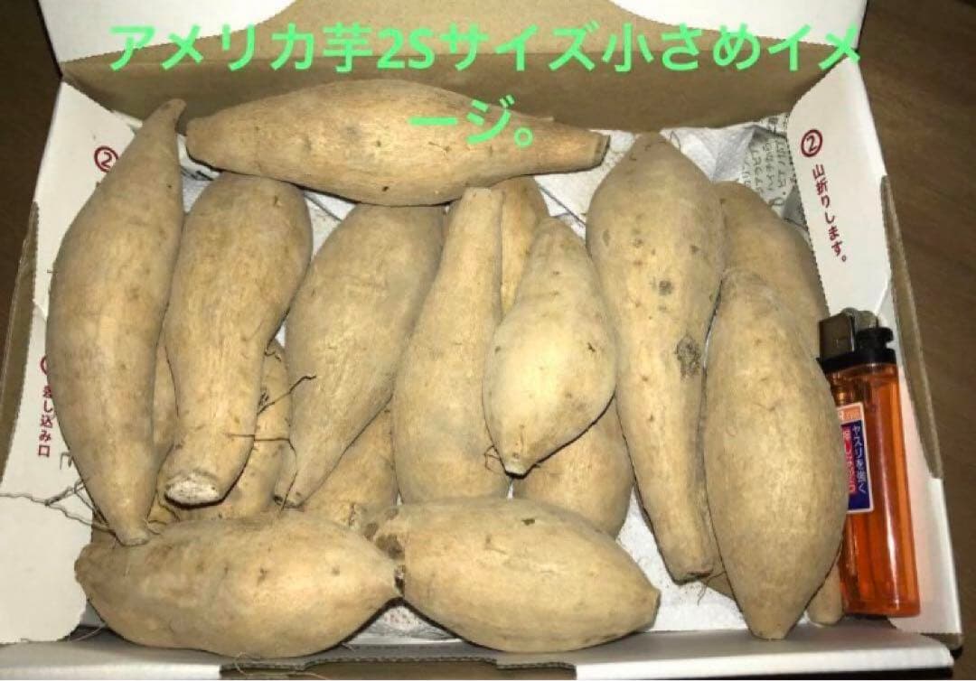 アメリカ芋小さめ2Sサイズ箱込み1.3kg - メルカリ