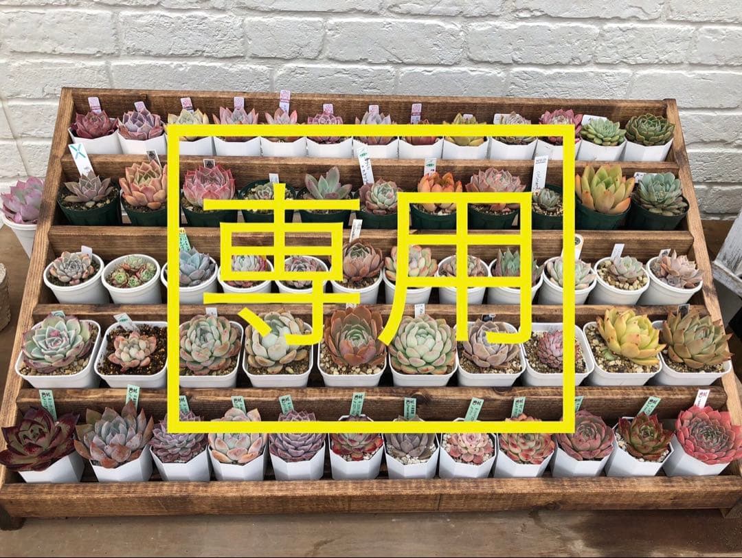 多肉棚 ryo3様専用出品 白塗装 - メルカリ