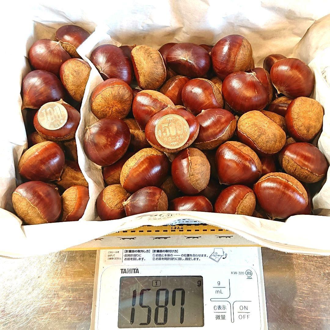 ① 生栗 無農薬 3L～2L相当 1.4kg - メルカリ