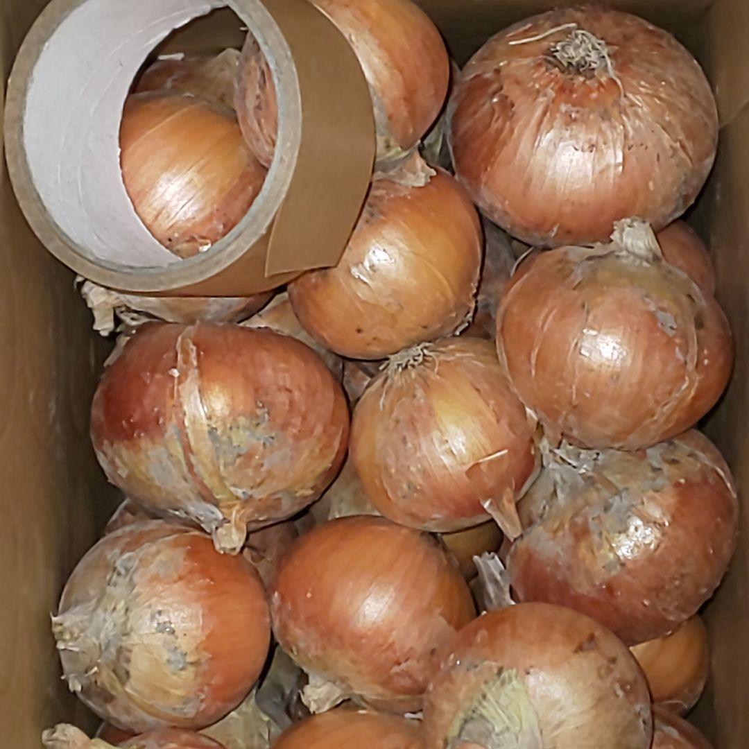 たまねぎ 1kg L〜2L 玉葱 ご家庭用 大量 野菜 国産 玉ねぎ 安心と信頼
