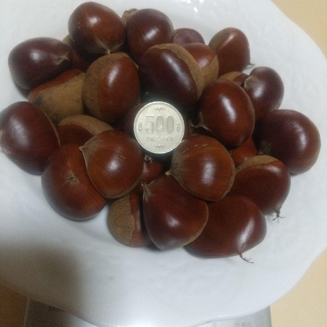 L~2L 500g 福岡県産 生栗 - メルカリ