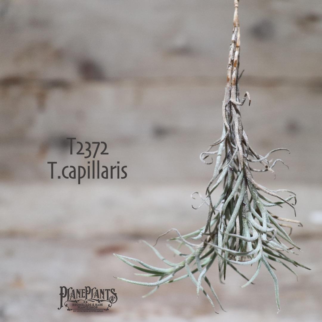 【送料無料】capillaris〔エアプランツ〕現品発送T2372 - メルカリ