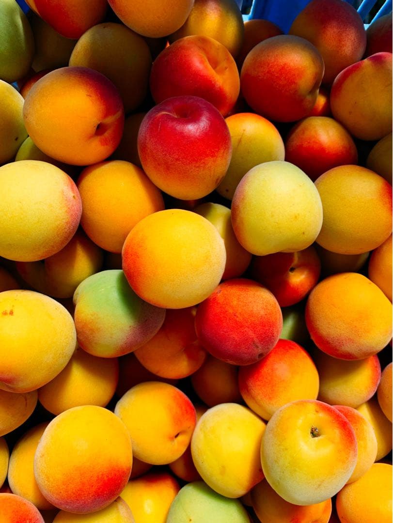 木熟南高‼️和歌山県産 完熟南高梅 3L.2L.Lサイズ5kg みかんキング - メルカリ