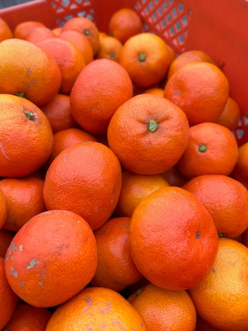 小原紅紅早生 大玉 2L〜3L 10kg - メルカリ