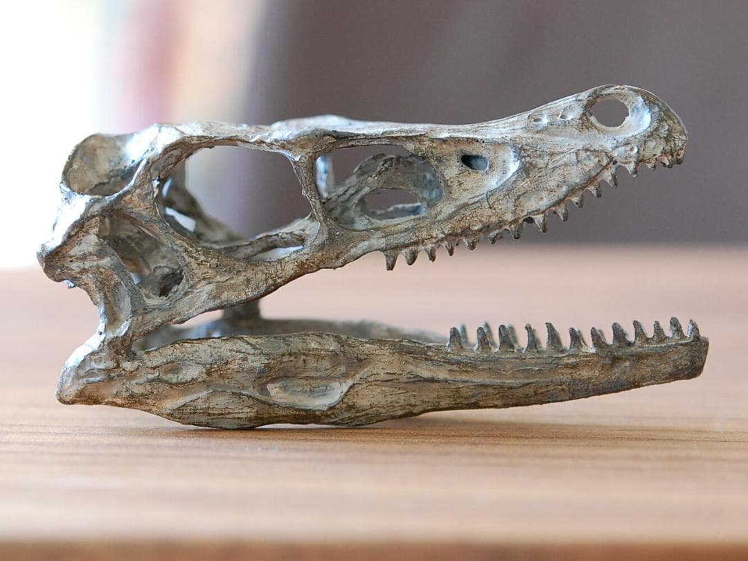 頭骨 ヴェロキラプトル [VR119] 恐竜 レジン製 ベロキラプトル - メルカリ