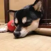 遊戯王 M∀LICE ホワイトラビット スリーブ ycsj プロテクター未開封 - メルカリ